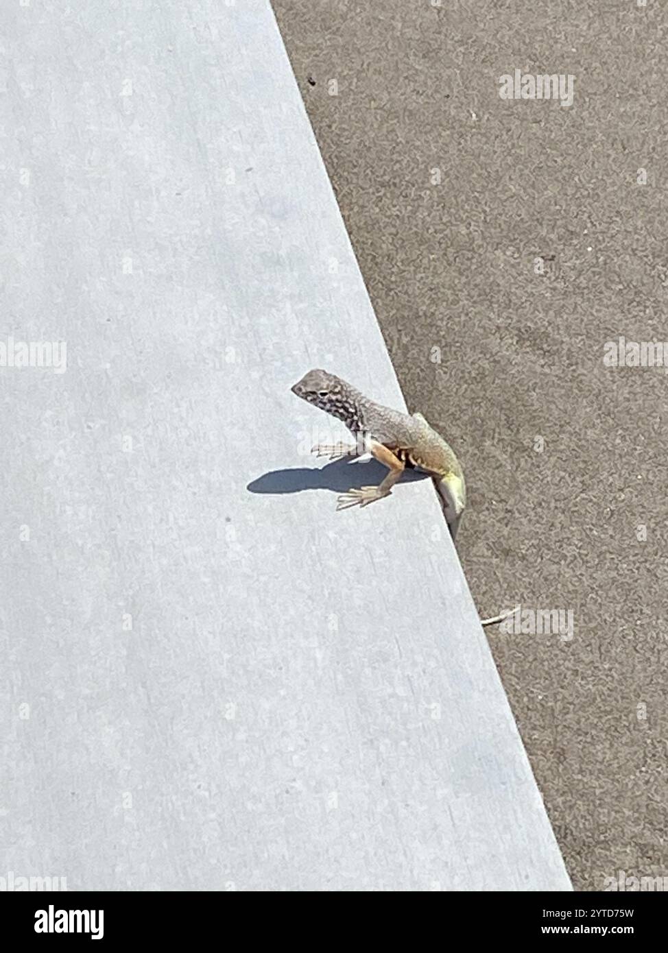 Zebra-tailed Lizard (Callisaurus draconoides Stock Photo - Alamy
