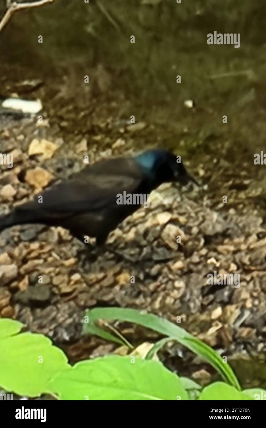Common Grackle (Quiscalus quiscula Stock Photo - Alamy