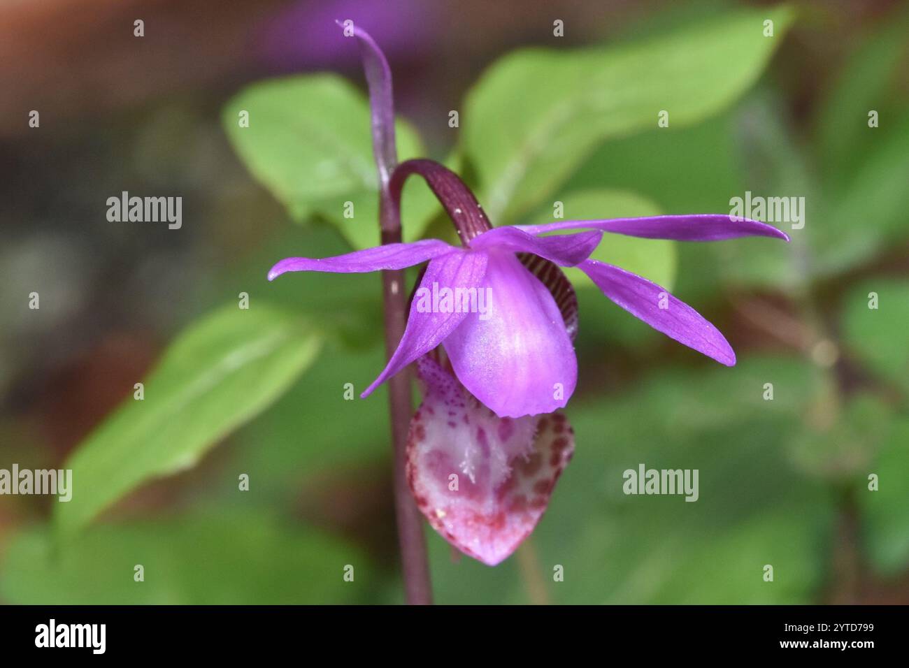 Western Fairy-slipper (Calypso bulbosa occidentalis Stock Photo - Alamy