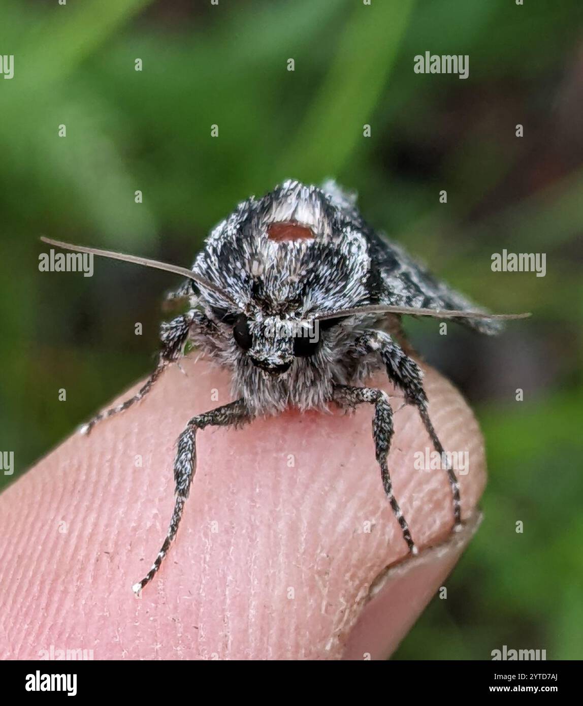 Pacific Dagger (Acronicta perdita Stock Photo - Alamy