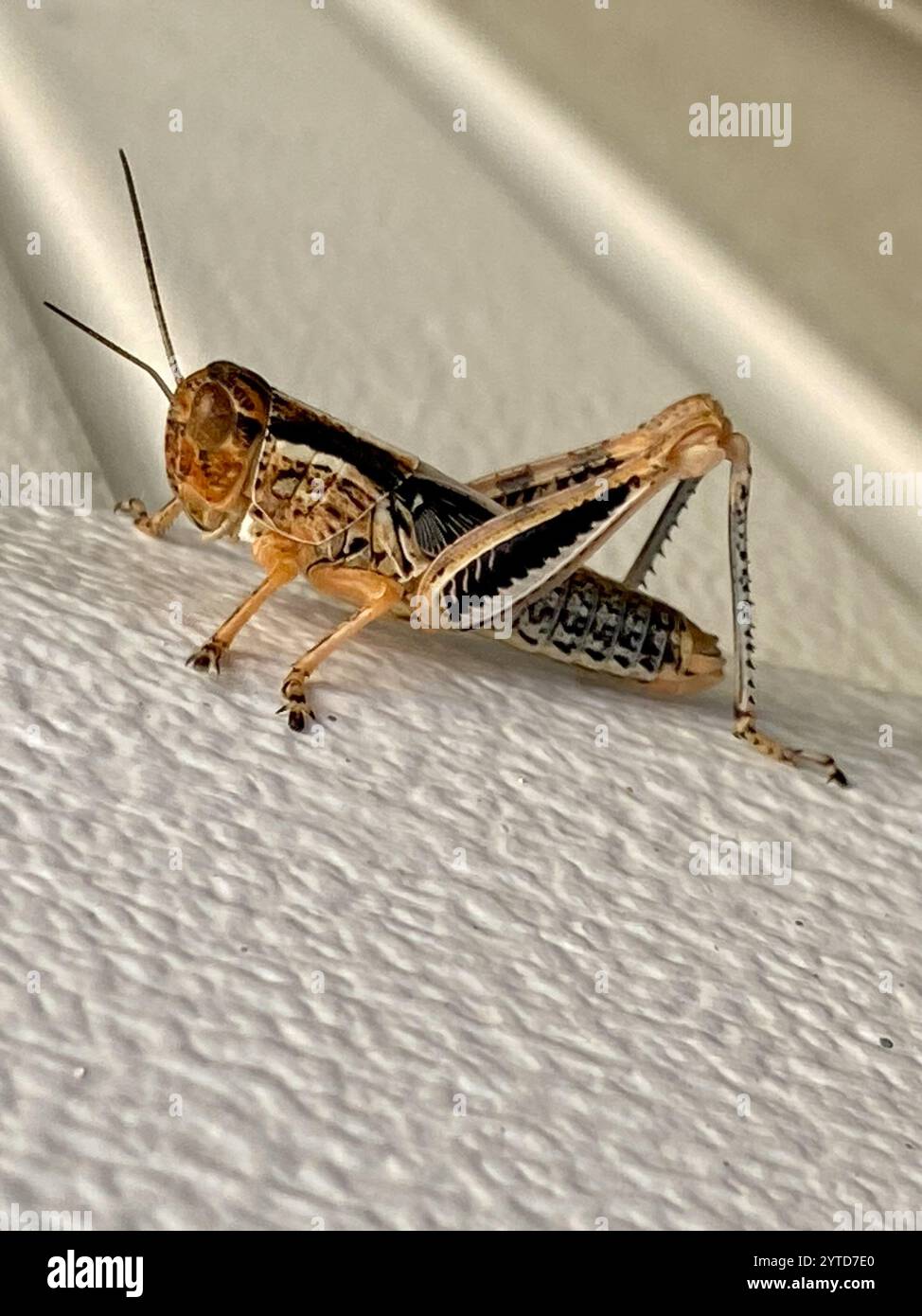 Ponderous Spur-throat Grasshopper (Melanoplus ponderosus Stock Photo ...