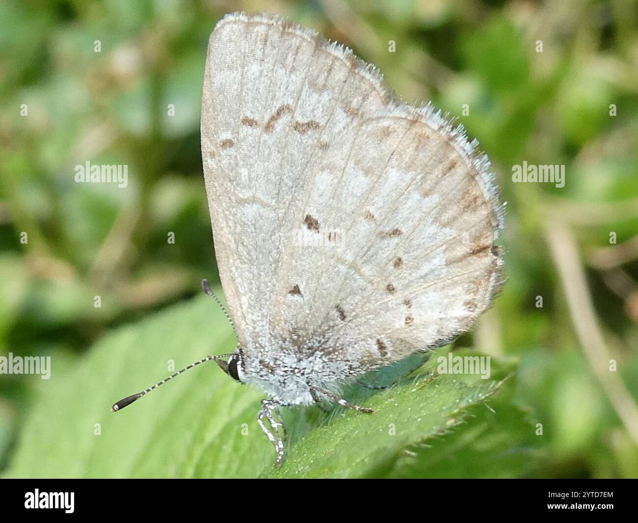 Northern Azure (Celastrina lucia Stock Photo - Alamy
