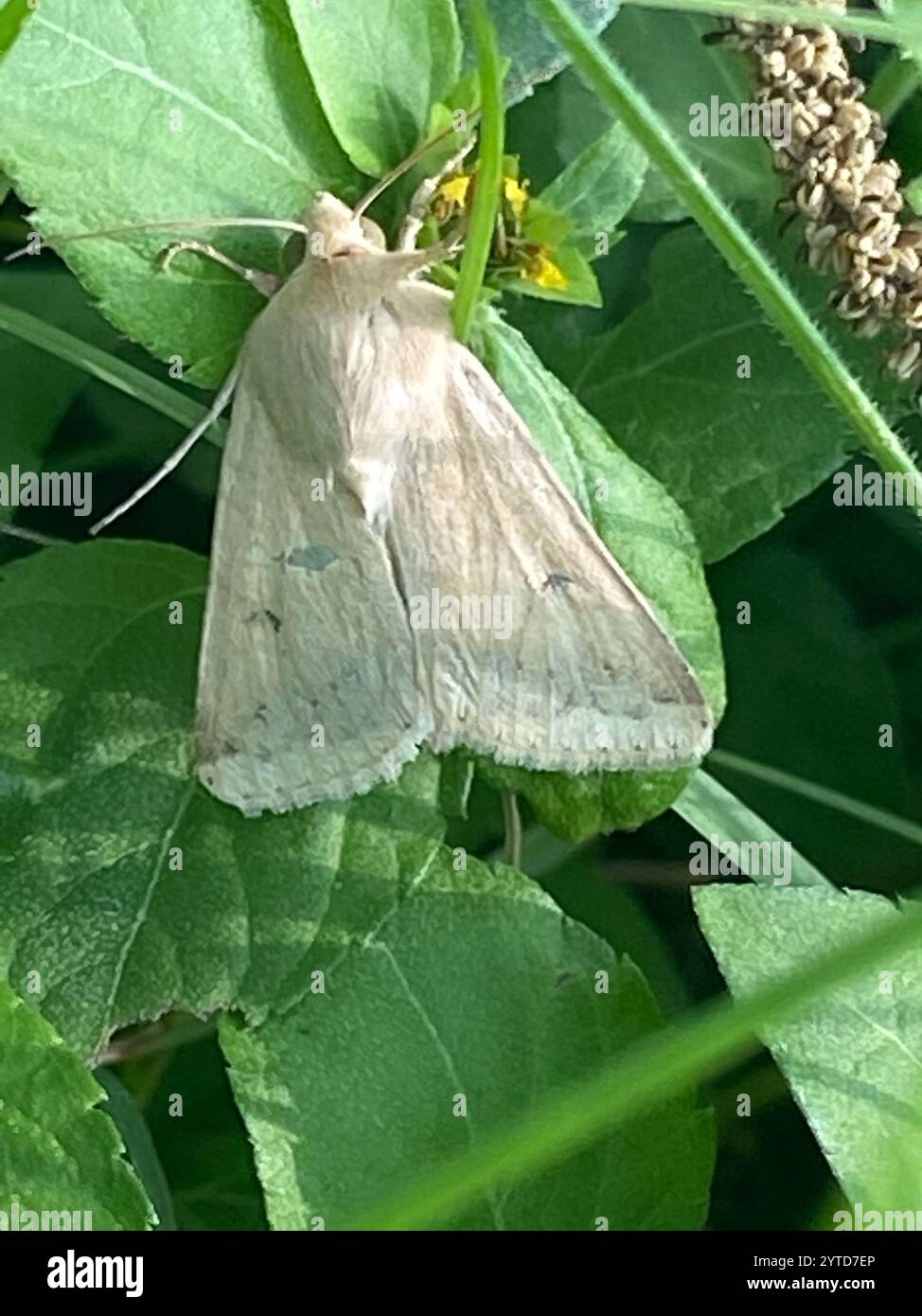 Corn Earworm Moth (Helicoverpa zea Stock Photo - Alamy