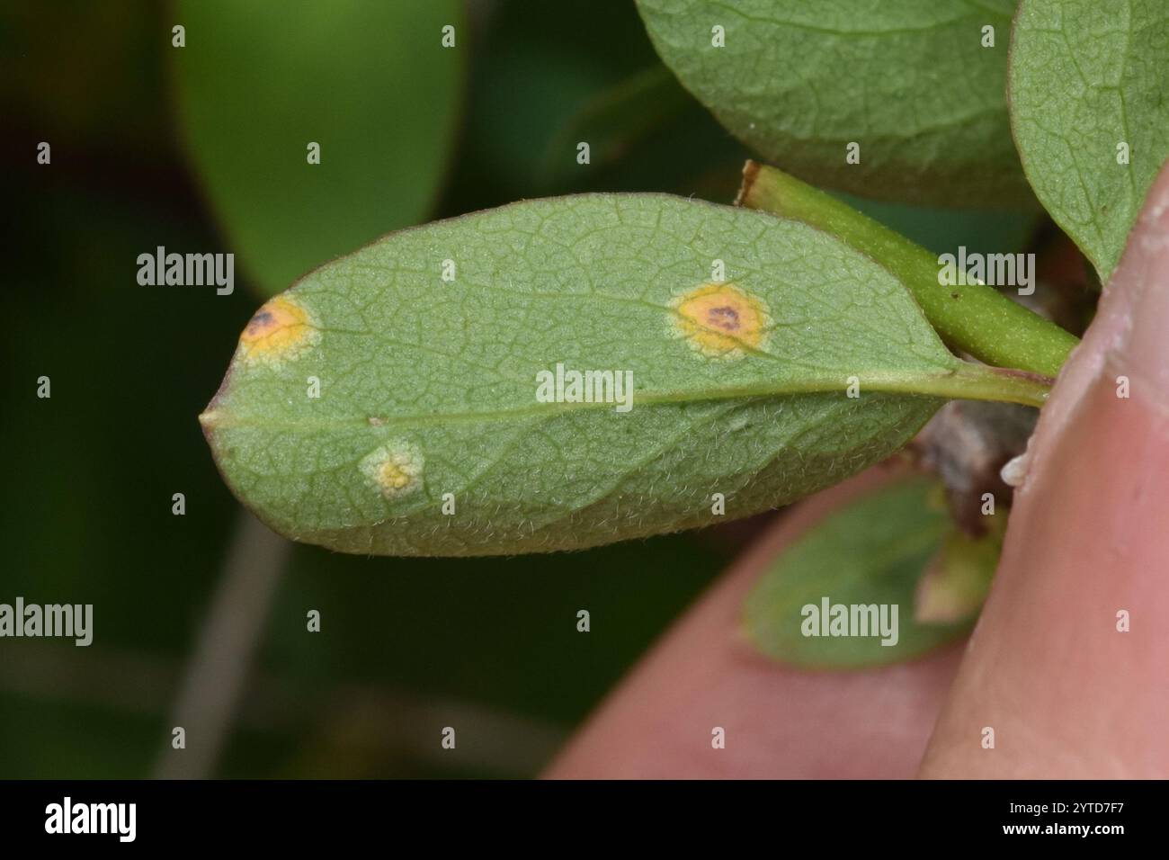 rust fungi (Pucciniales Stock Photo - Alamy