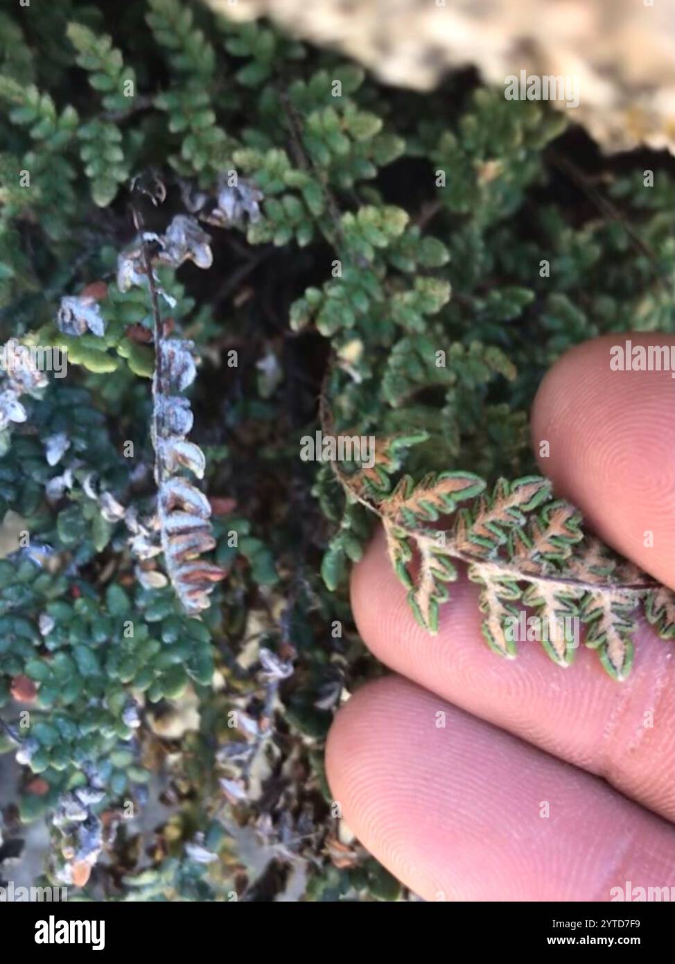 lace lip fern (Myriopteris gracillima Stock Photo - Alamy