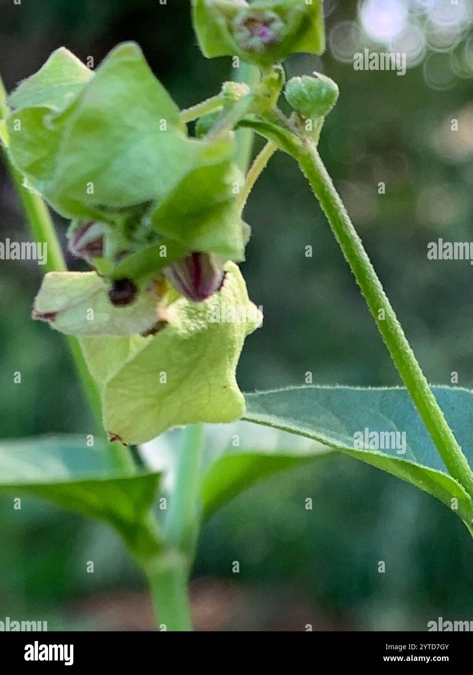 Wild Four o'Clock (Mirabilis nyctaginea Stock Photo - Alamy