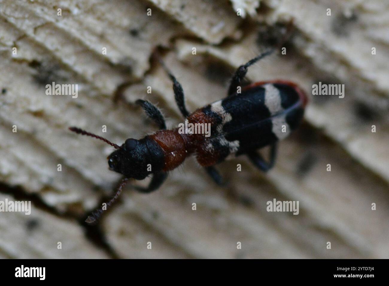 European Red-bellied Clerid (Thanasimus formicarius Stock Photo - Alamy