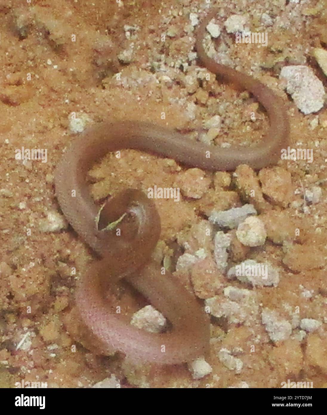 Cape House Snake (Boaedon capensis Stock Photo - Alamy