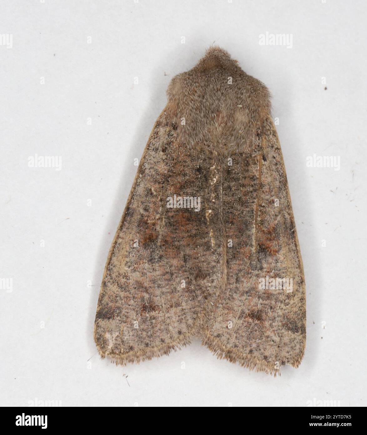 Speckled Green Fruitworm Moth (Orthosia hibisci Stock Photo - Alamy