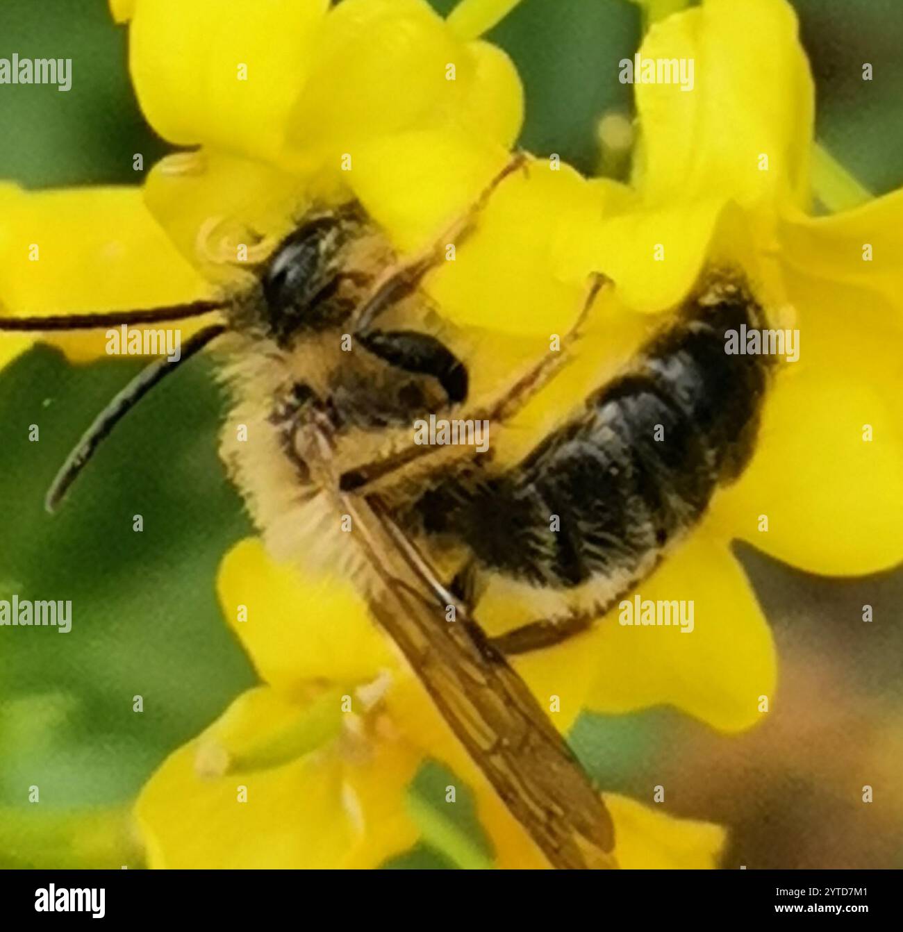 Mining Bees (Andrena Stock Photo - Alamy