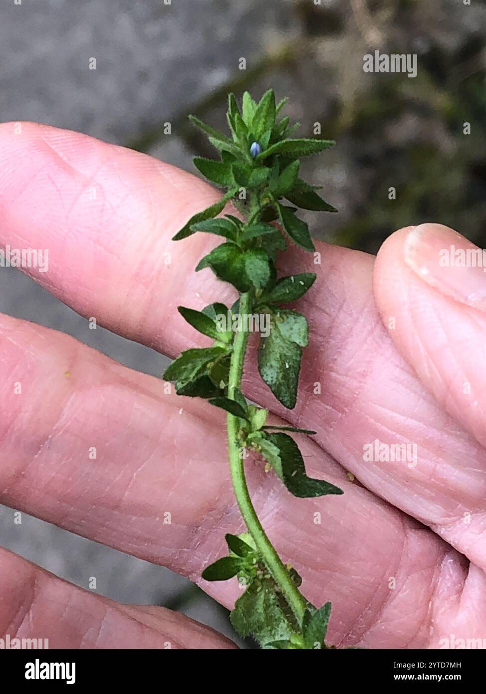 corn speedwell (Veronica arvensis Stock Photo - Alamy