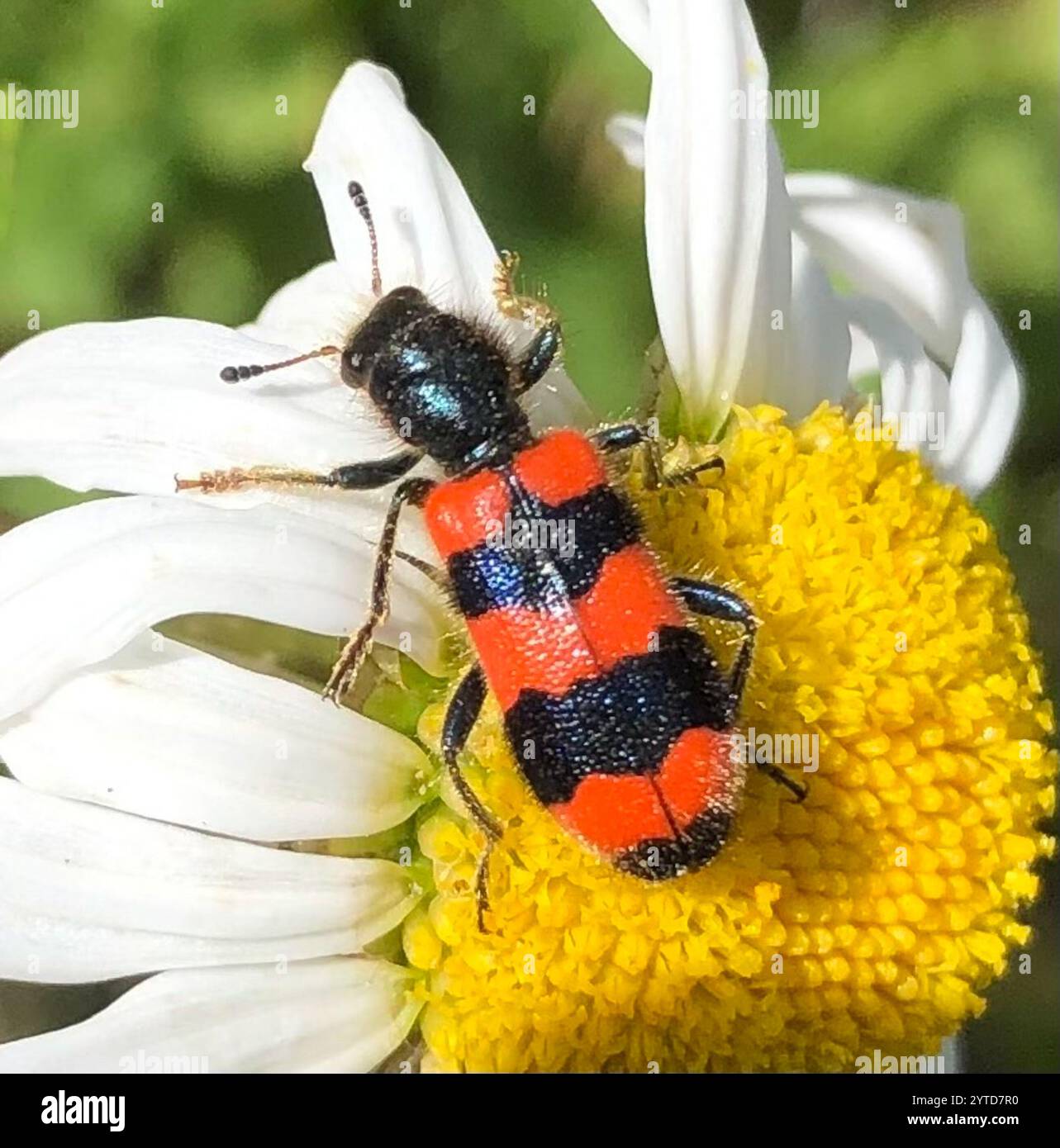 Bee-eating Beetle (Trichodes apiarius Stock Photo - Alamy
