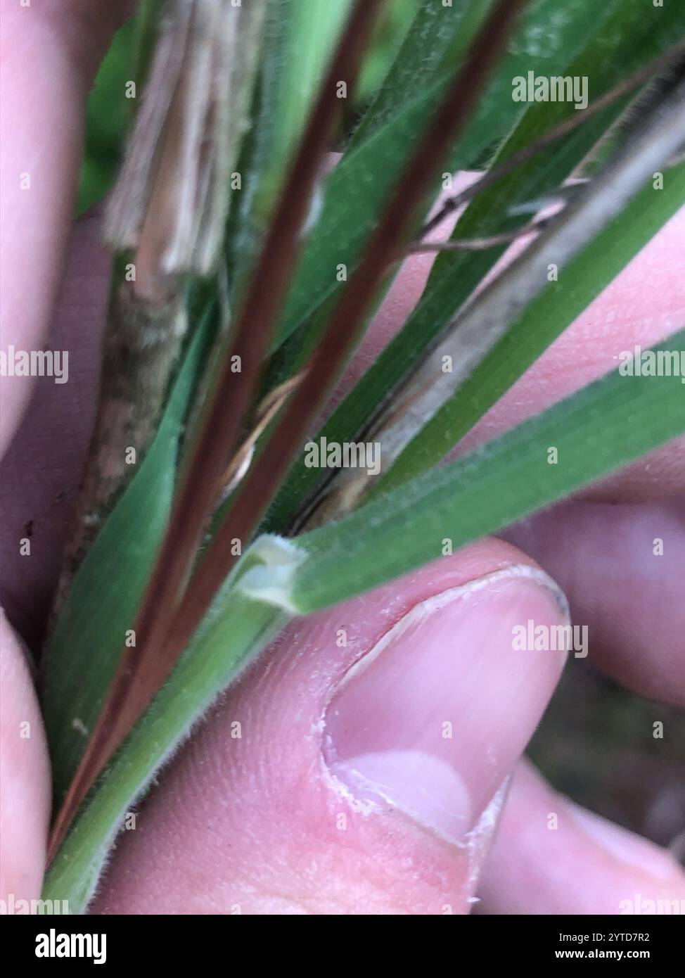 Yorkshire fog (Holcus lanatus Stock Photo - Alamy