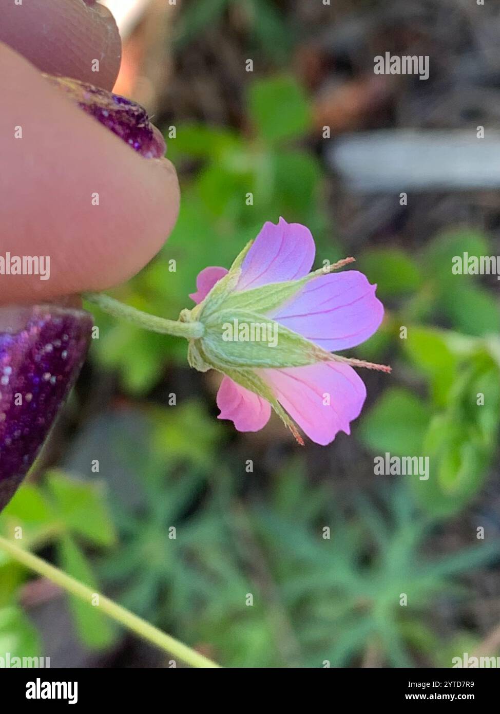 Long-stalked Crane's-bill (Geranium columbinum Stock Photo - Alamy