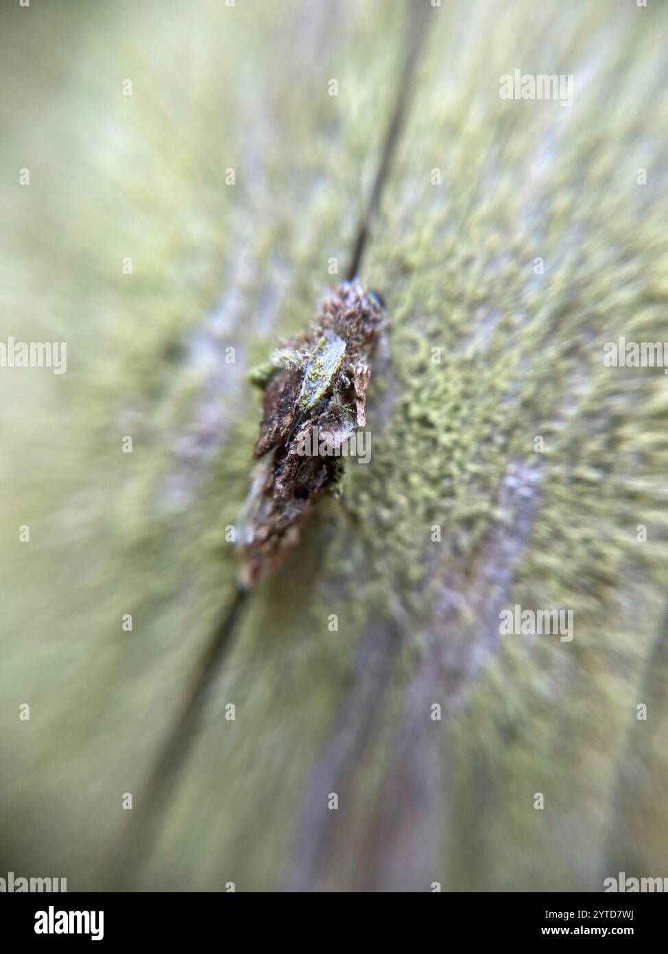 Common Bagworm Moth (Psyche casta Stock Photo - Alamy