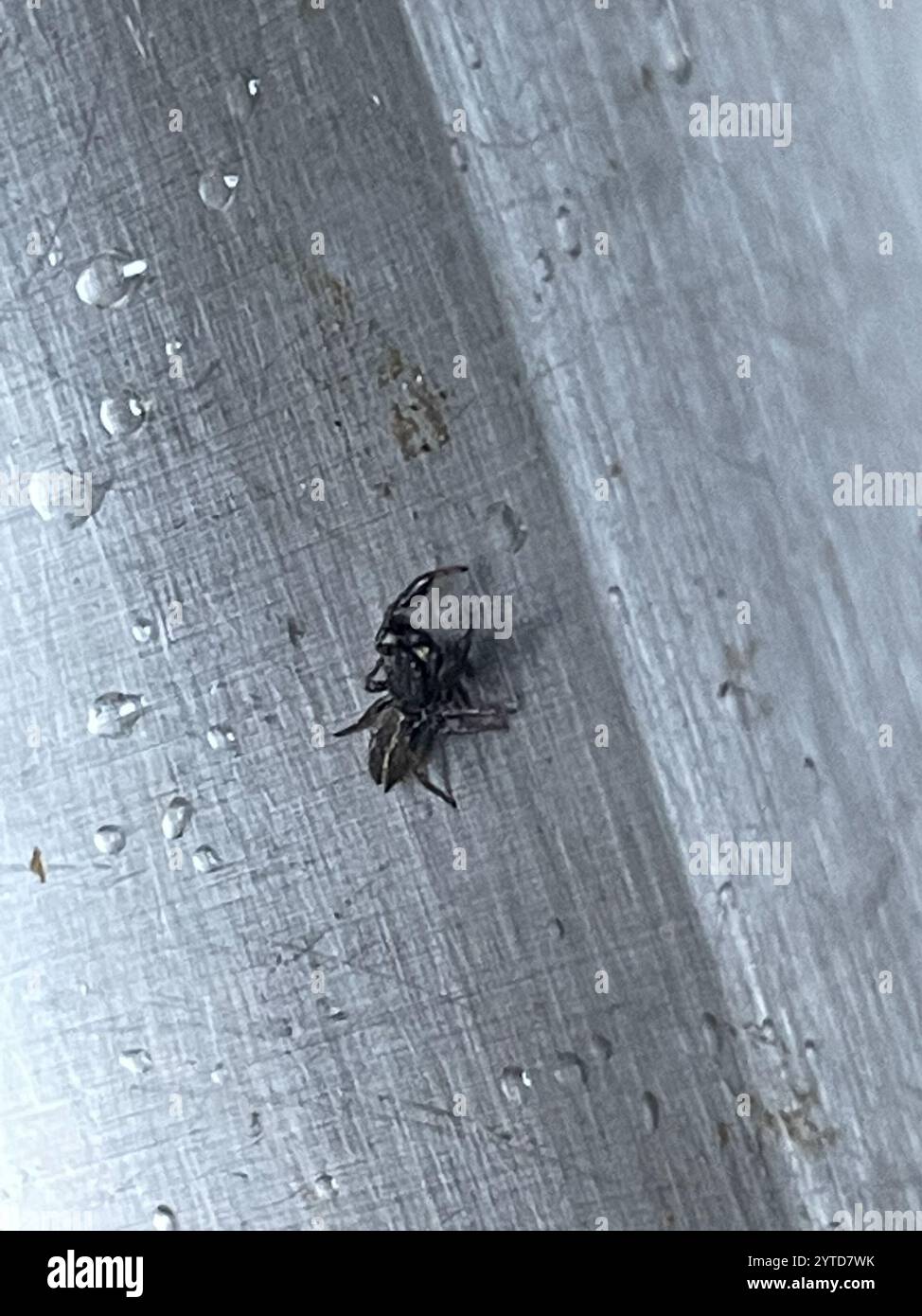 Ribbon Jumping Spider (Metacyrba taeniola Stock Photo - Alamy