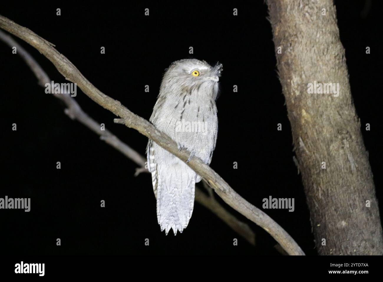 Tawny Frogmouth (Podargus strigoides Stock Photo - Alamy