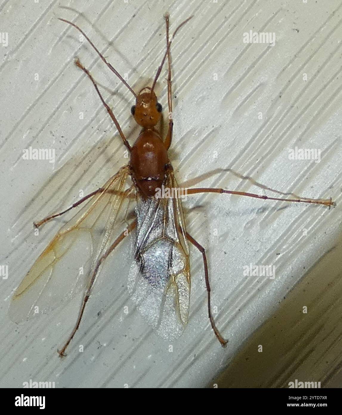 Chestnut Carpenter Ant (Camponotus castaneus Stock Photo - Alamy