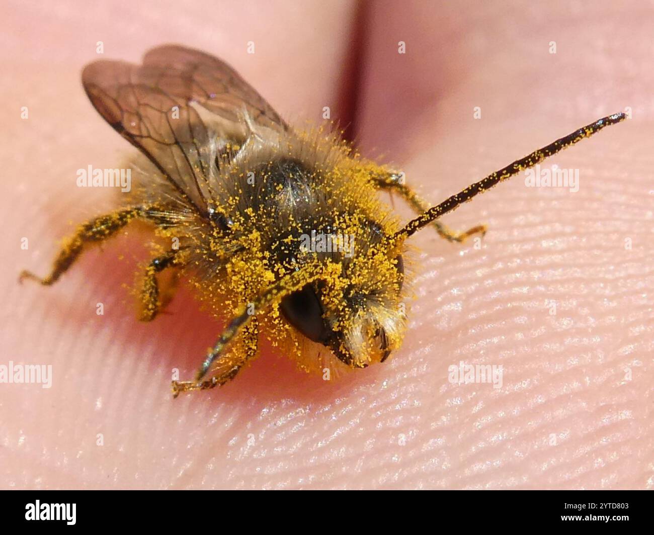 Horn-faced Mason Bee (Osmia cornifrons Stock Photo - Alamy