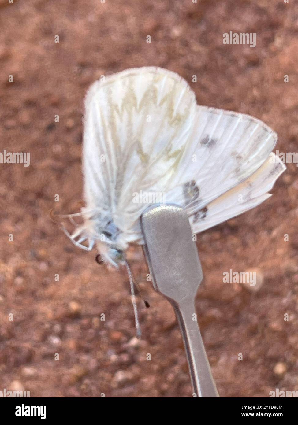 Checkered White (Pontia protodice Stock Photo - Alamy