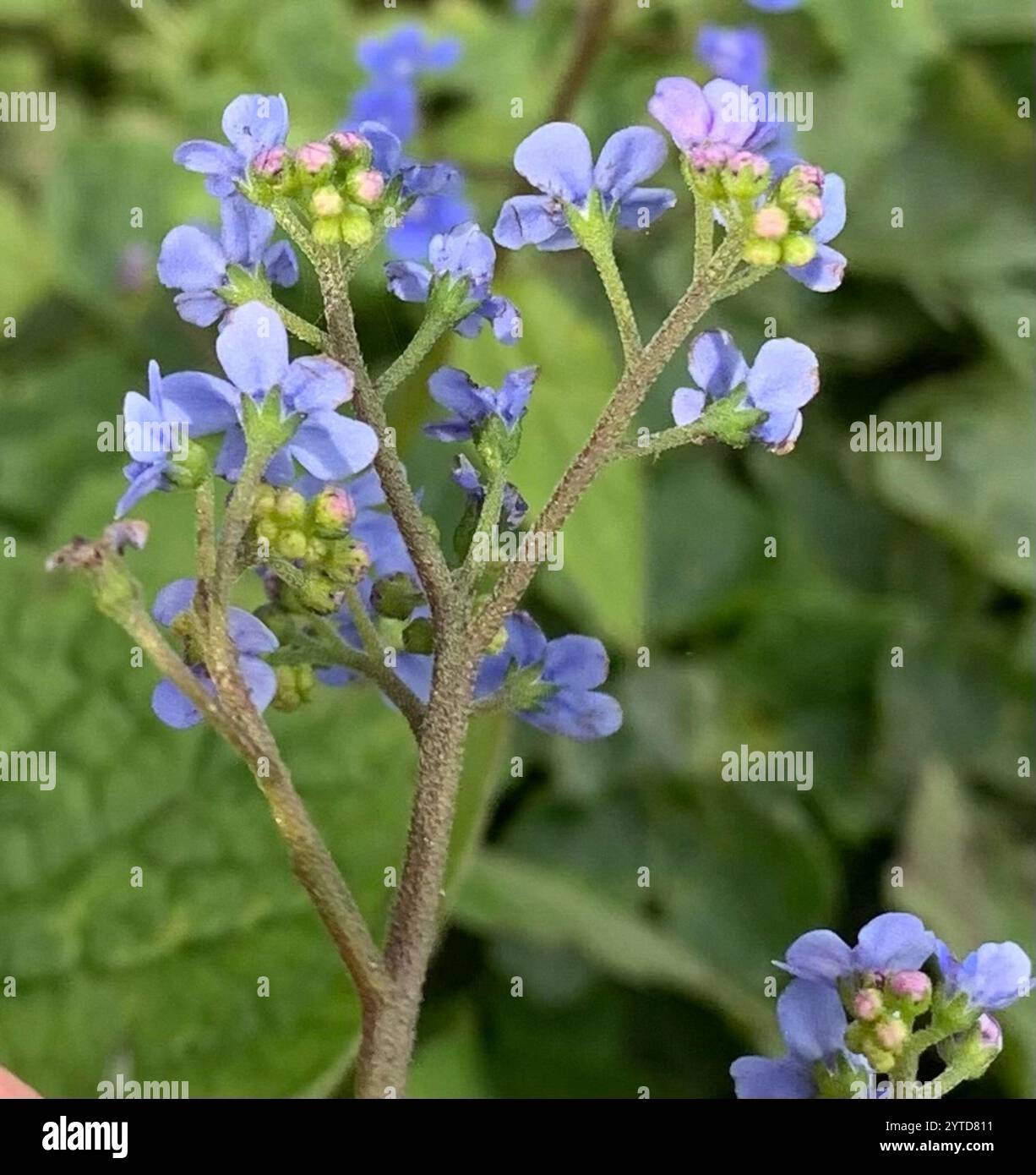 Siberian bugloss (Brunnera macrophylla Stock Photo - Alamy