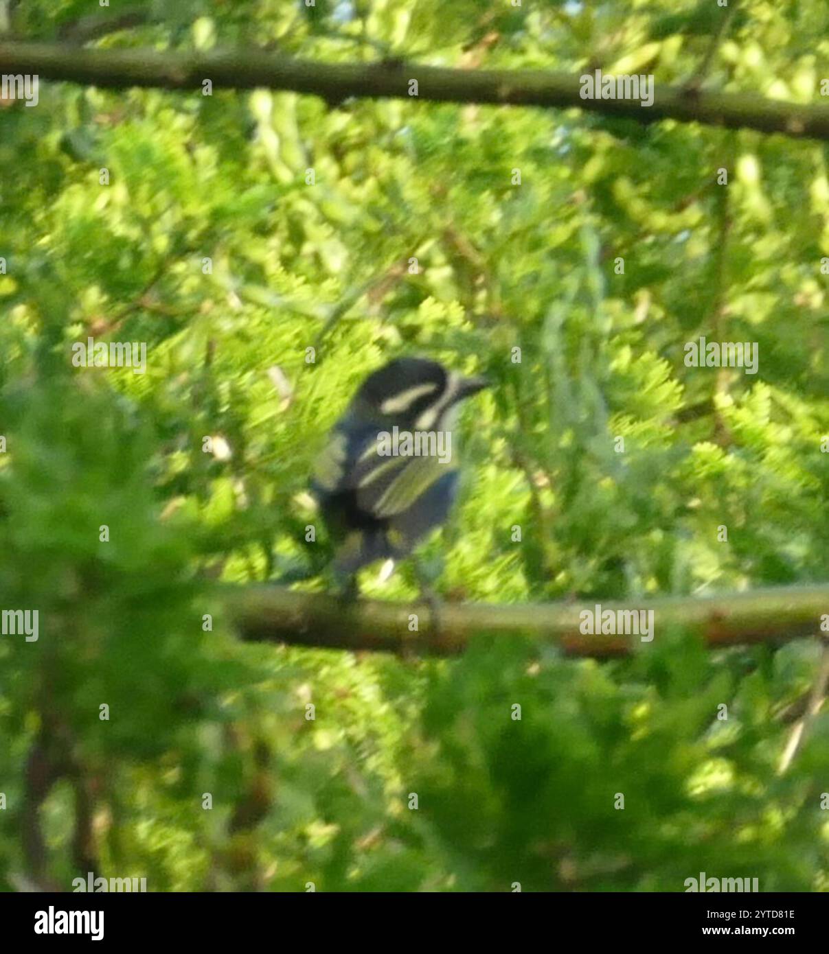 Pogoniulus bilineatus hi-res stock photography and images - Alamy