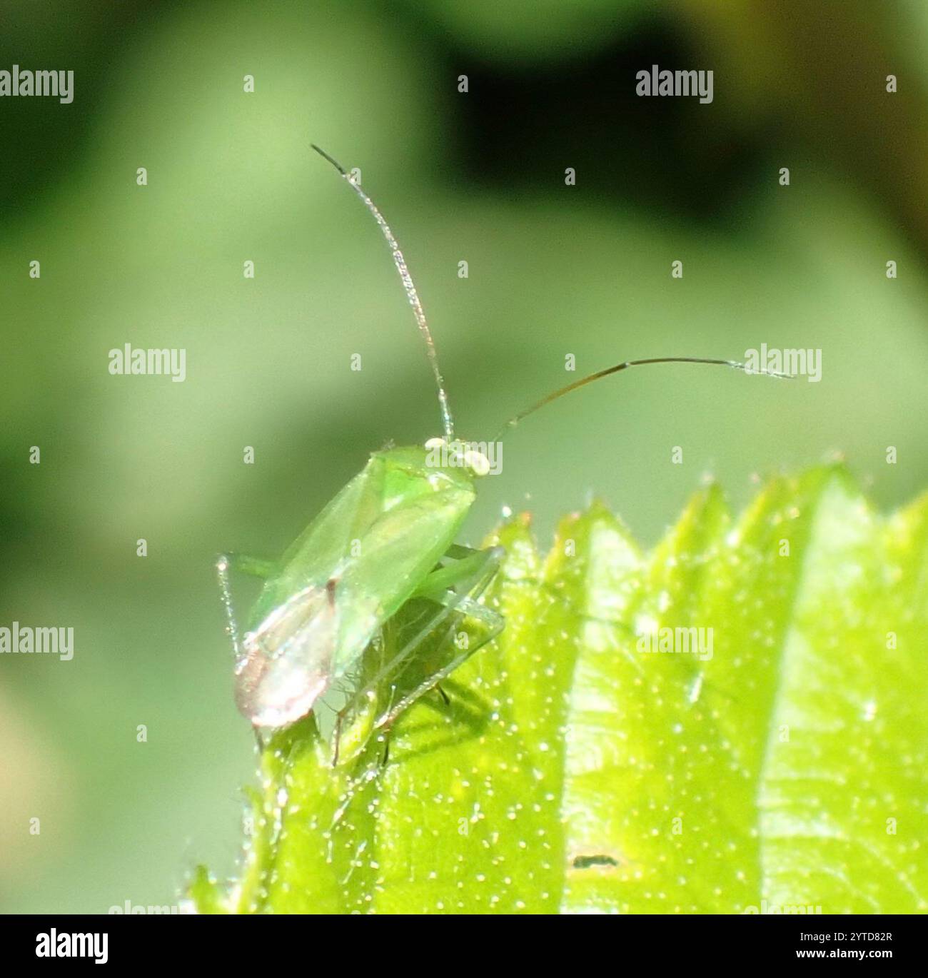 Common Green Capsid (Lygocoris pabulinus Stock Photo - Alamy