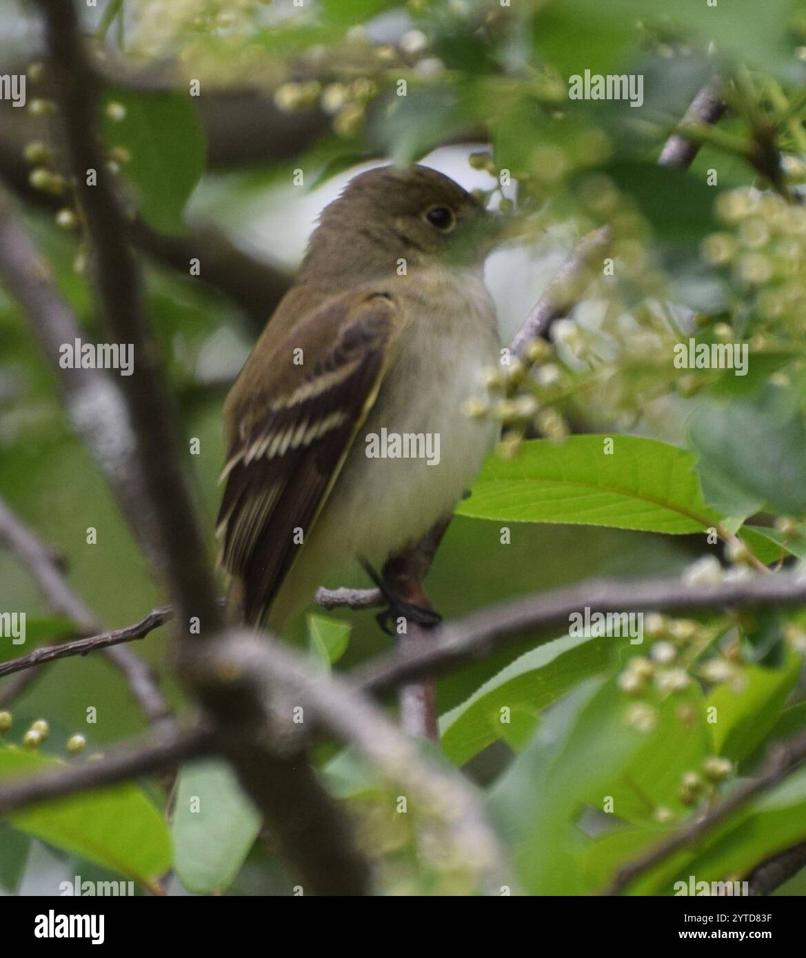 Empidonax Flycatchers (Empidonax Stock Photo - Alamy