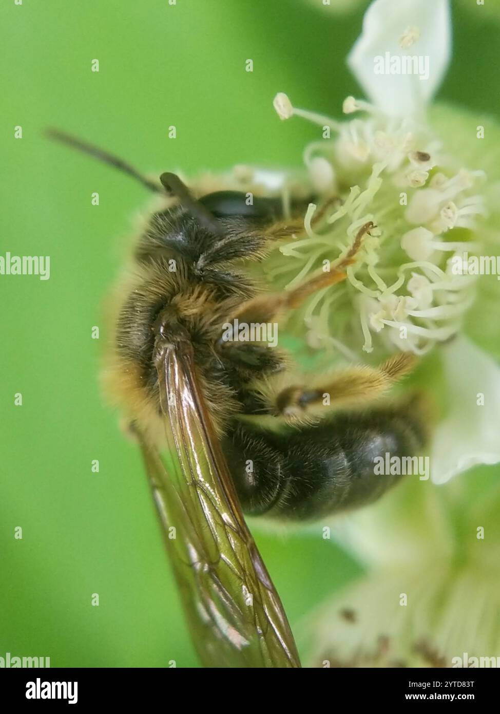 Mining Bees (Andrena Stock Photo - Alamy