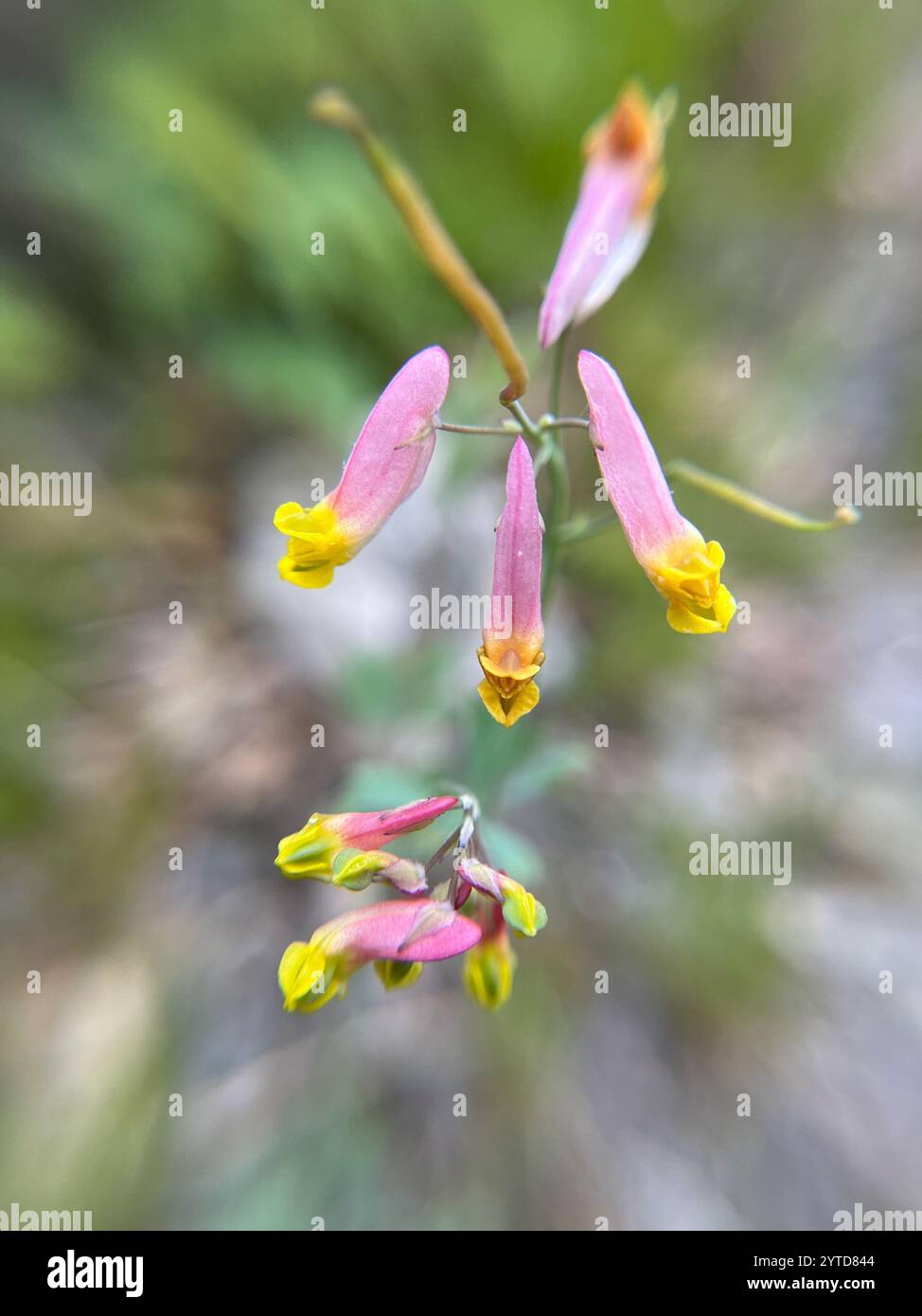 Capnoides sempervirens hi-res stock photography and images - Alamy