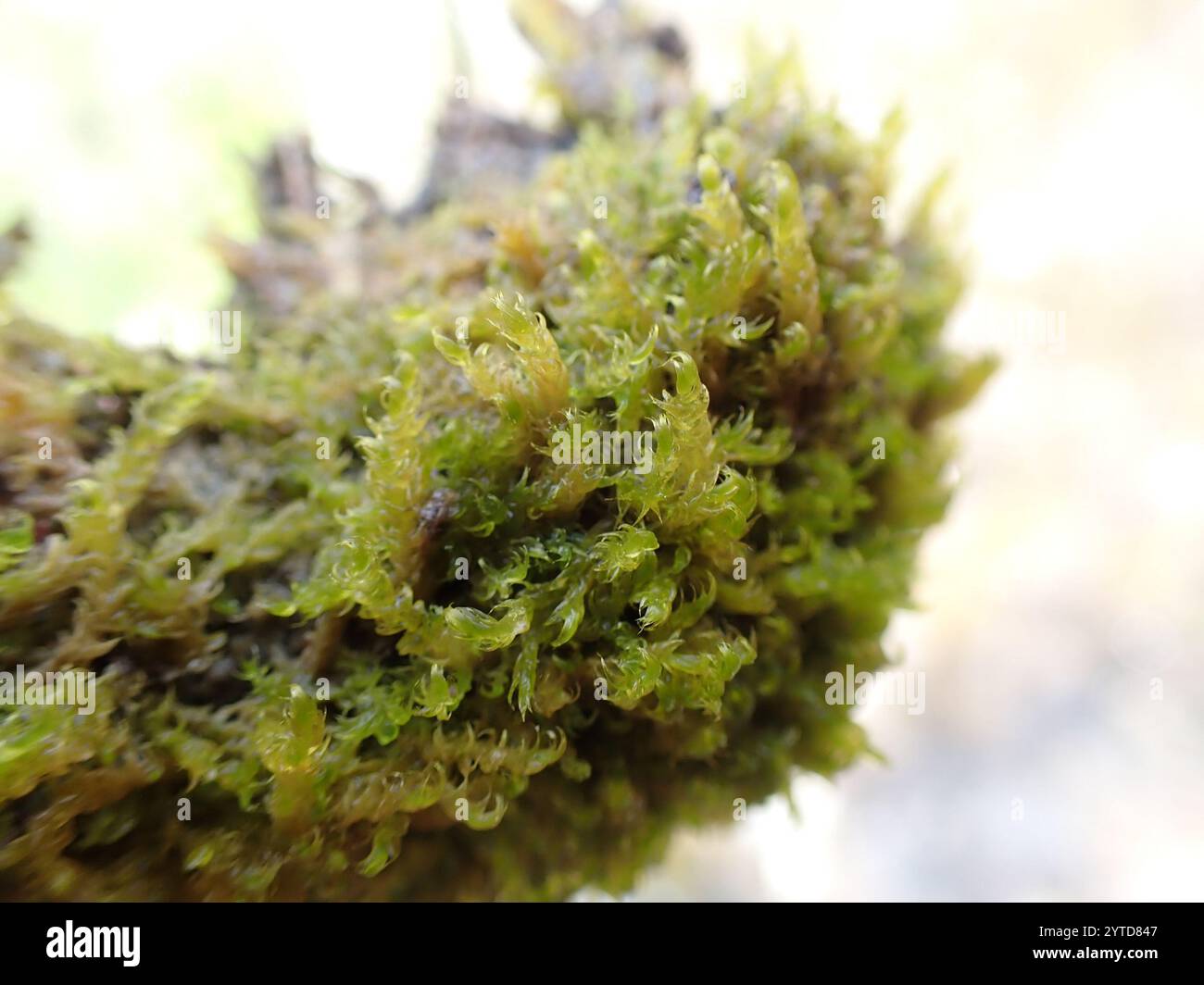 Kneiff's hook-moss (Drepanocladus aduncus Stock Photo - Alamy