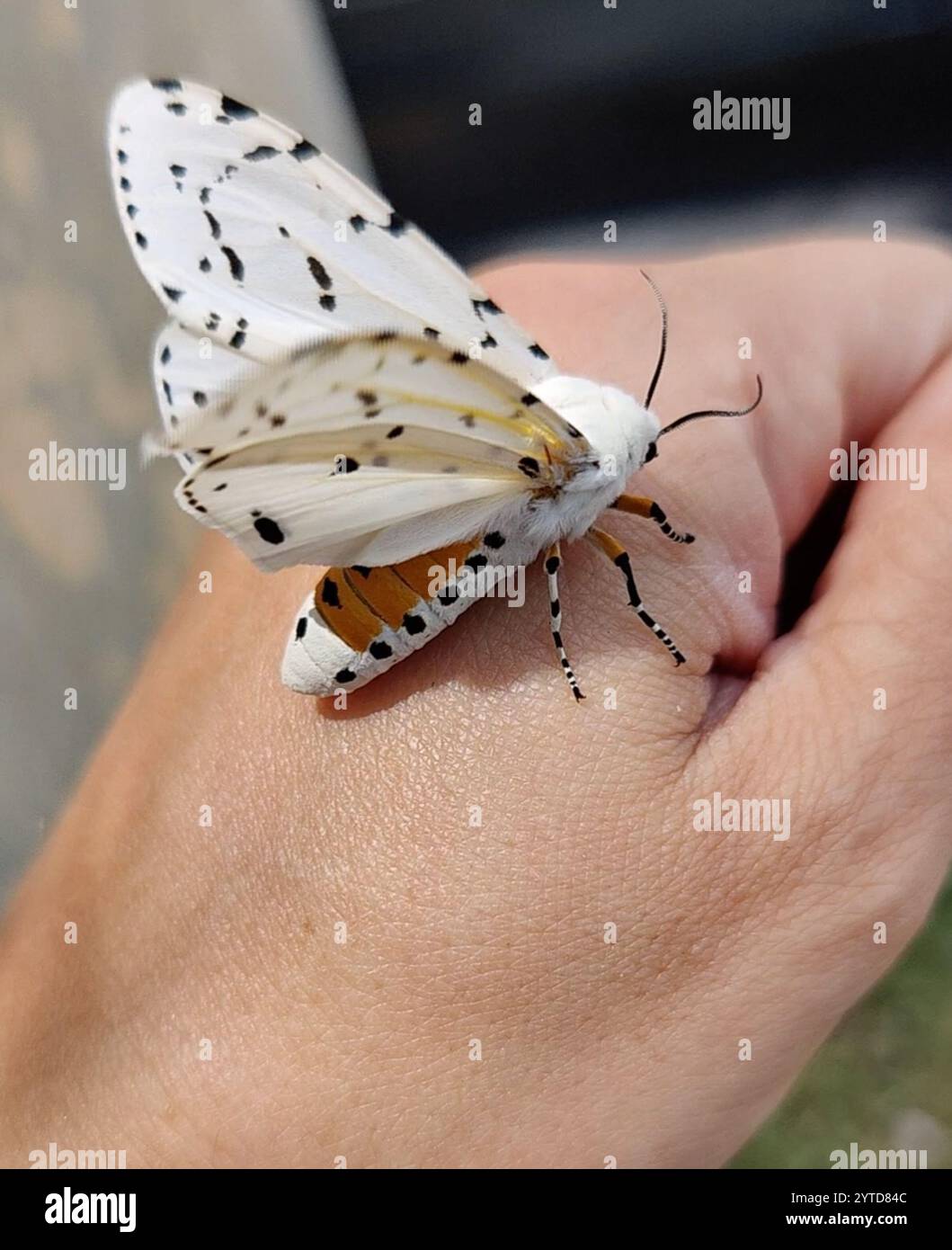 Salt Marsh Moth (Estigmene acrea Stock Photo - Alamy