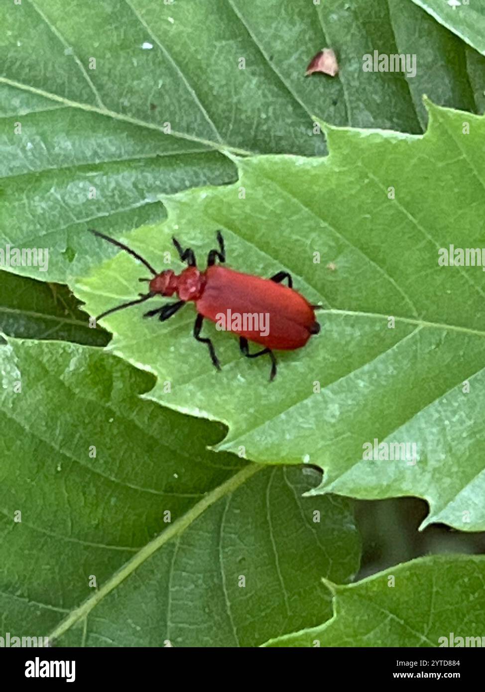 Common Cardinal Beetle (Pyrochroa serraticornis Stock Photo - Alamy
