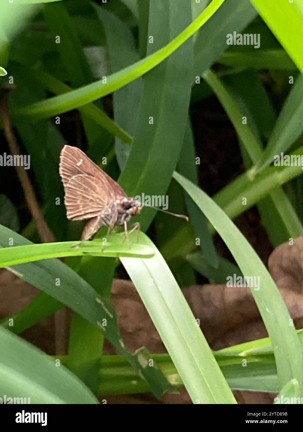 Three-spotted Skipper (Cymaenes tripunctus Stock Photo - Alamy