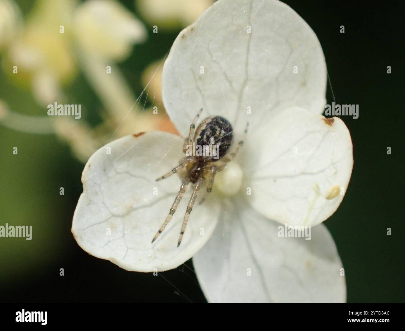 Silver-sided Sector Spider (Zygiella x-notata Stock Photo - Alamy