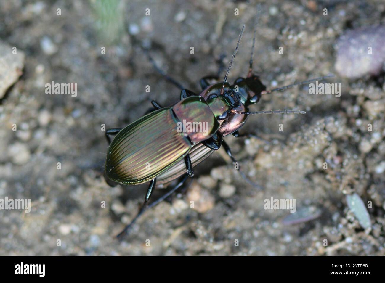 Poecilus cupreus hi-res stock photography and images - Alamy