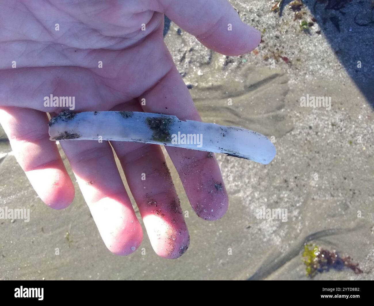 Atlantic Jackknife (Ensis leei Stock Photo - Alamy