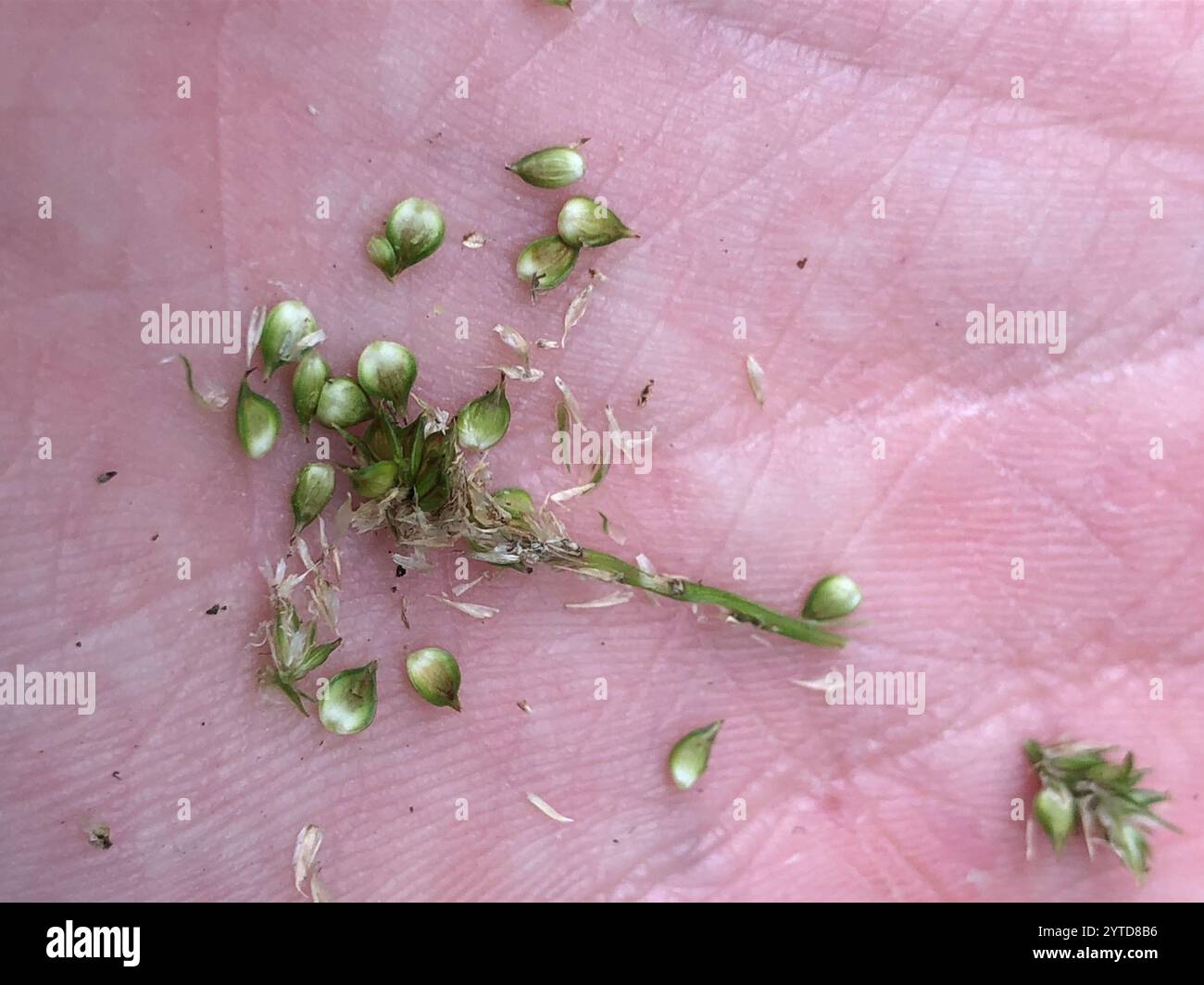Eastern Fox Sedge (Carex triangularis Stock Photo - Alamy