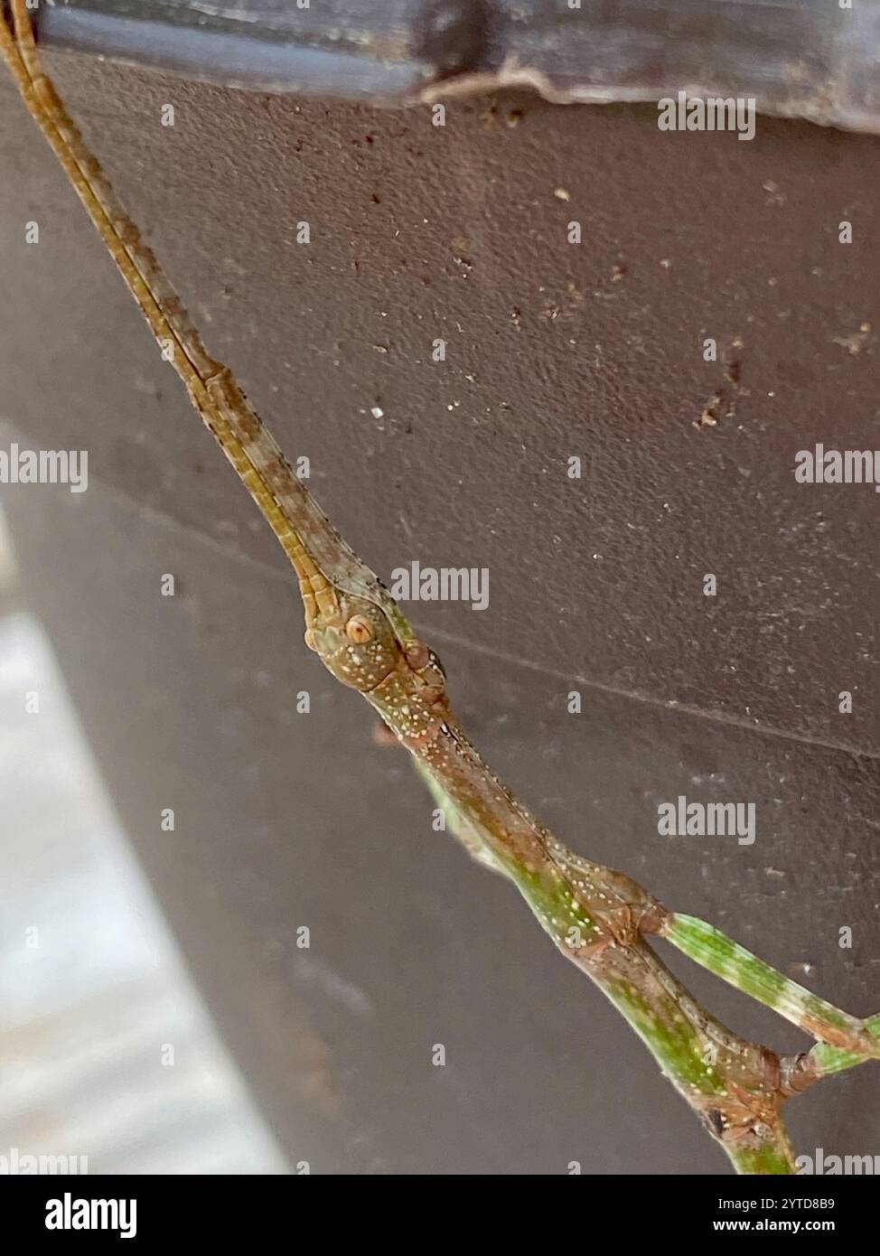Giant Walkingstick (Megaphasma denticrus Stock Photo - Alamy