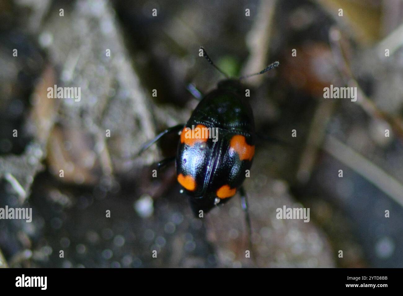 Orange-spotted Scaphidium (Scaphidium quadrimaculatum Stock Photo - Alamy