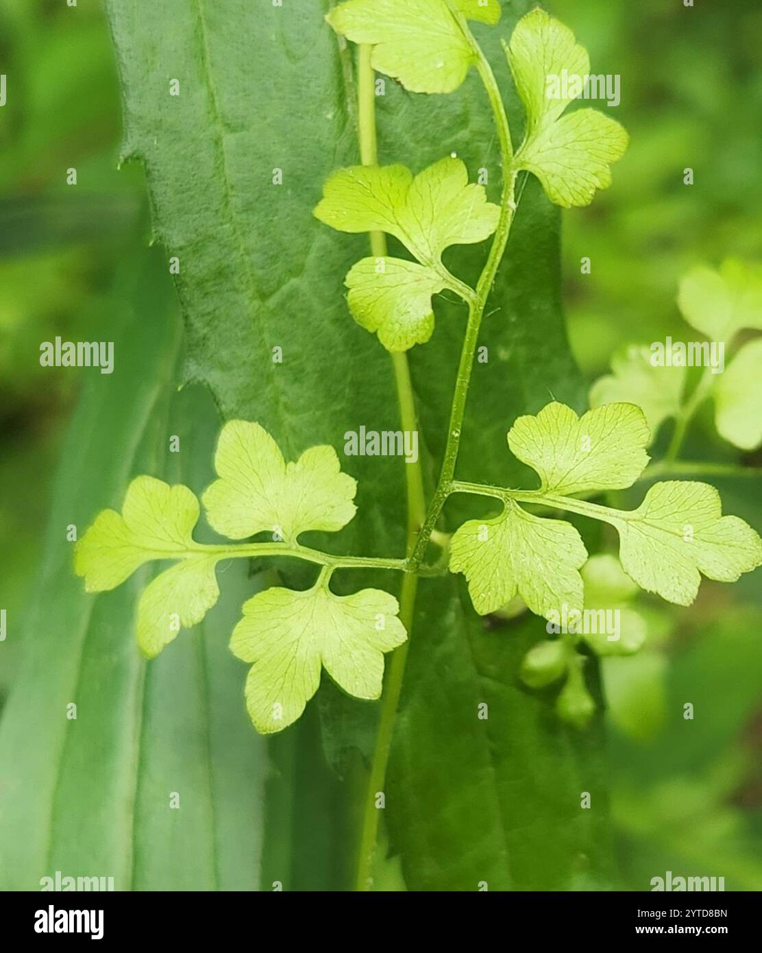 Japanese climbing fern (Lygodium japonicum Stock Photo - Alamy
