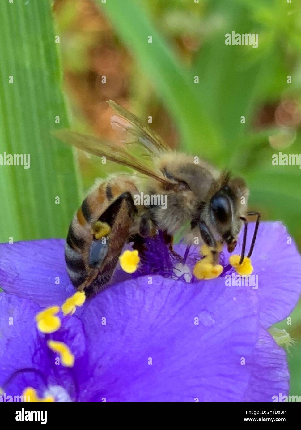Western Honey Bee (Apis mellifera Stock Photo - Alamy