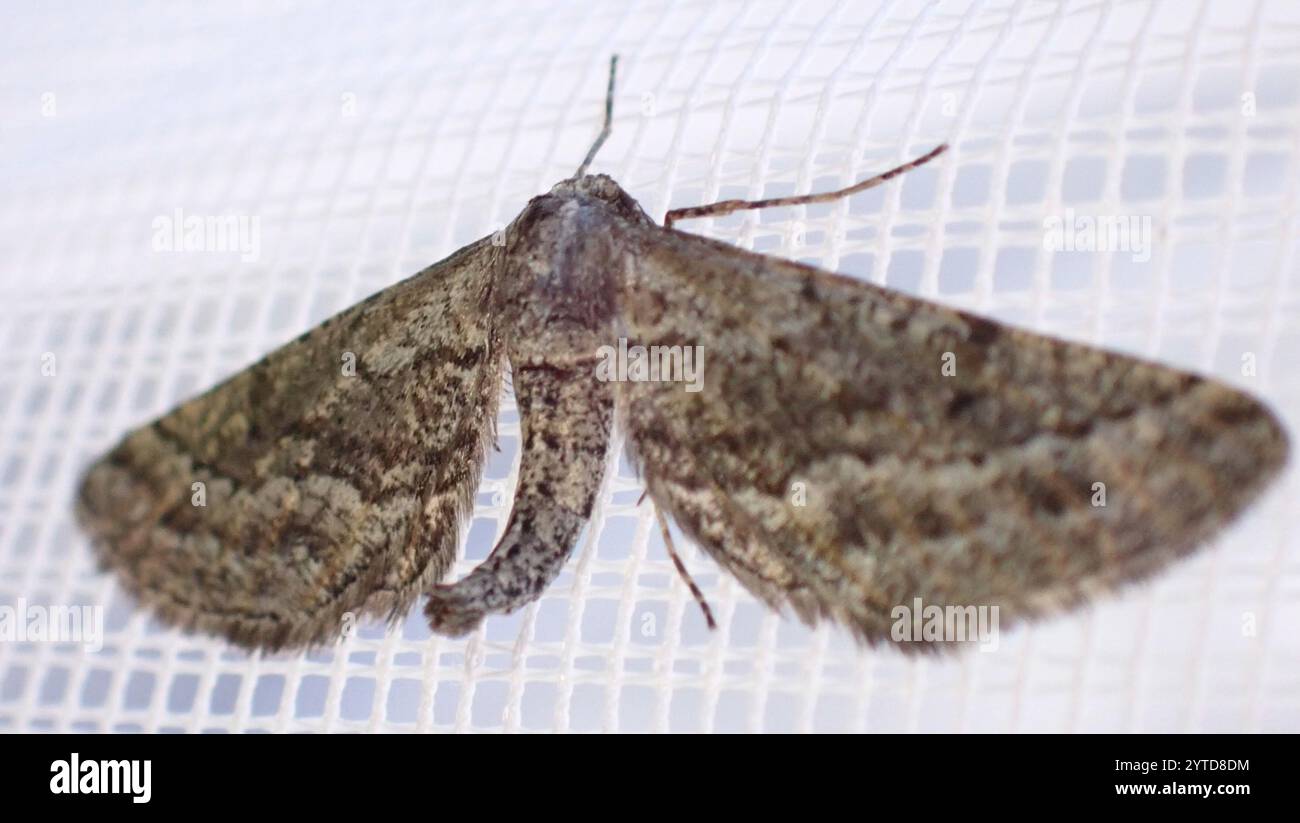 Geometer Moths (Geometridae Stock Photo - Alamy