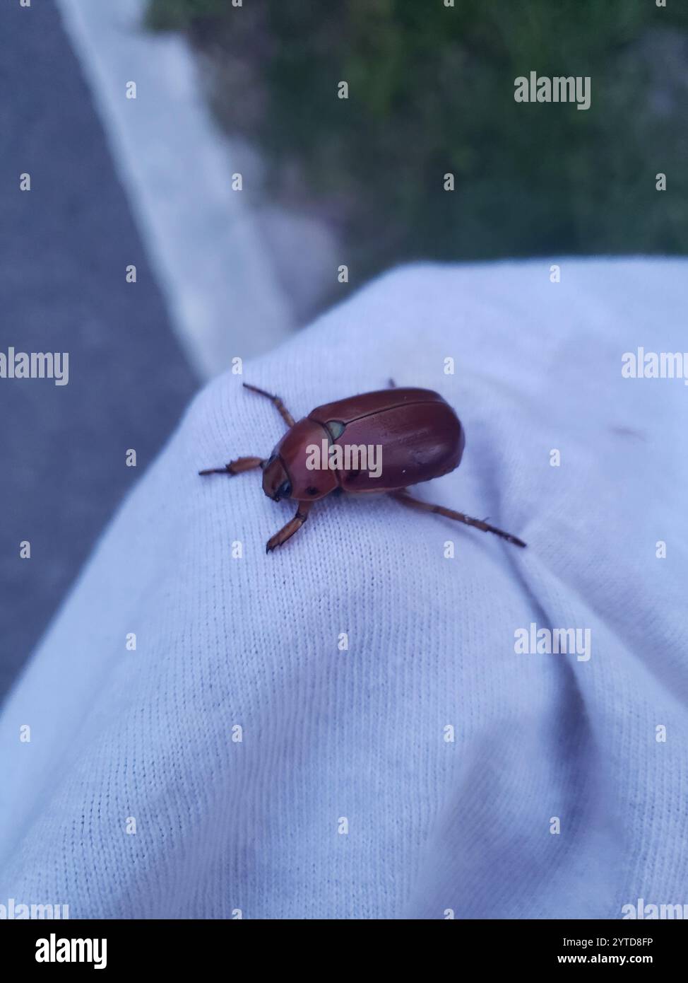 Grapevine Beetle (Pelidnota punctata Stock Photo - Alamy