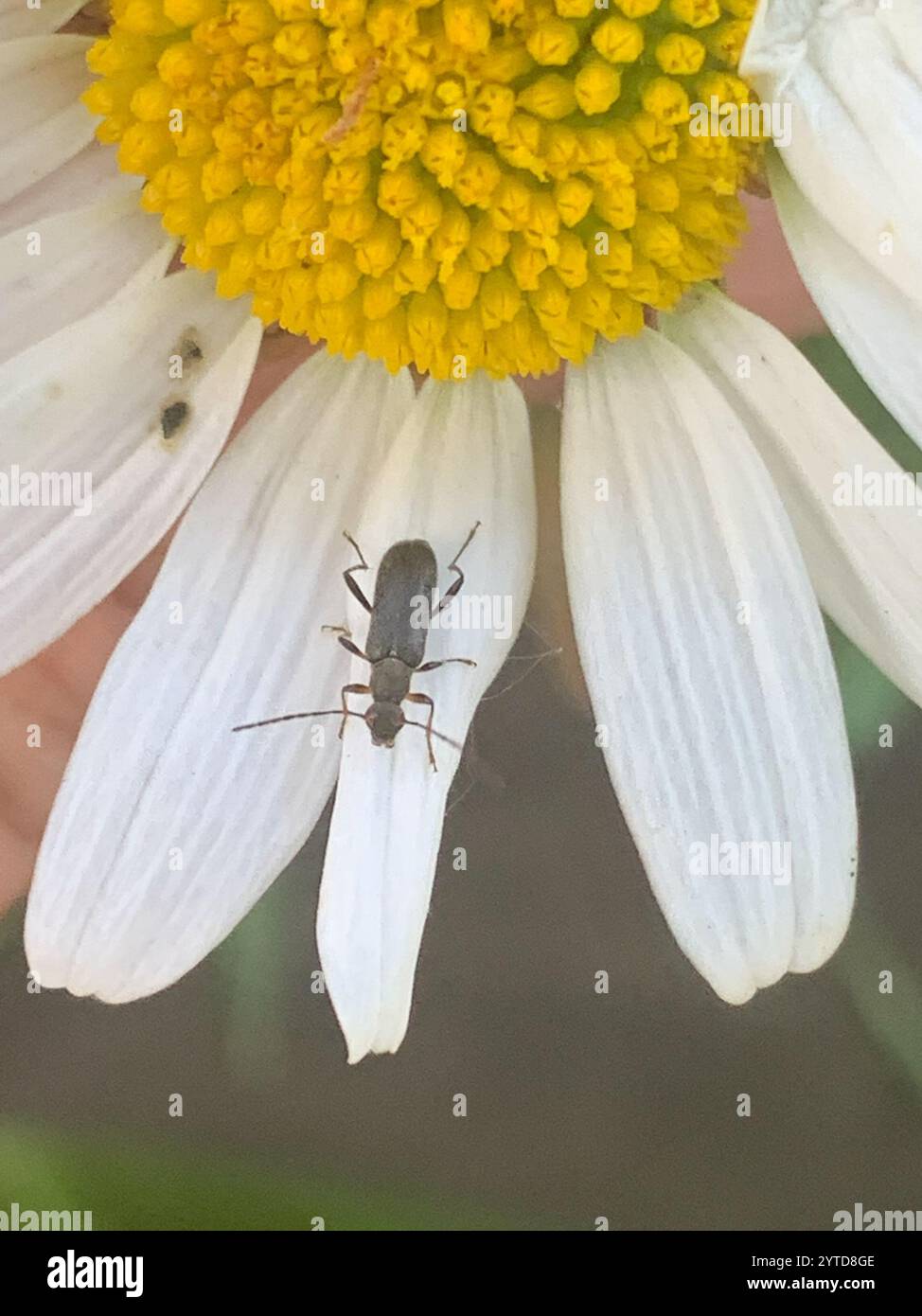 common grammoptera (Grammoptera ruficornis Stock Photo - Alamy