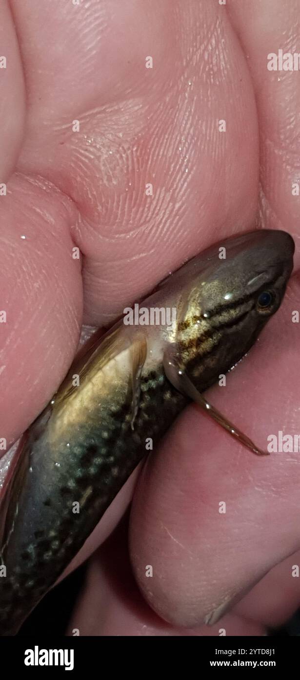 Southern Purple-spotted Gudgeon (Mogurnda adspersa Stock Photo - Alamy