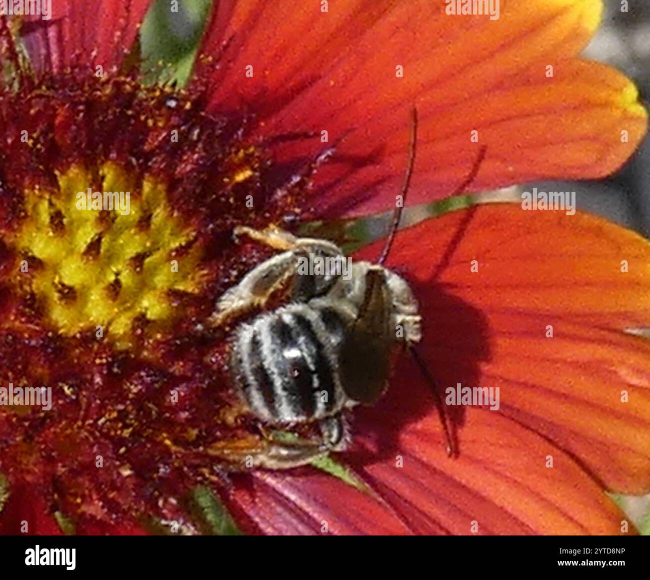 Melissodes communis hi-res stock photography and images - Alamy
