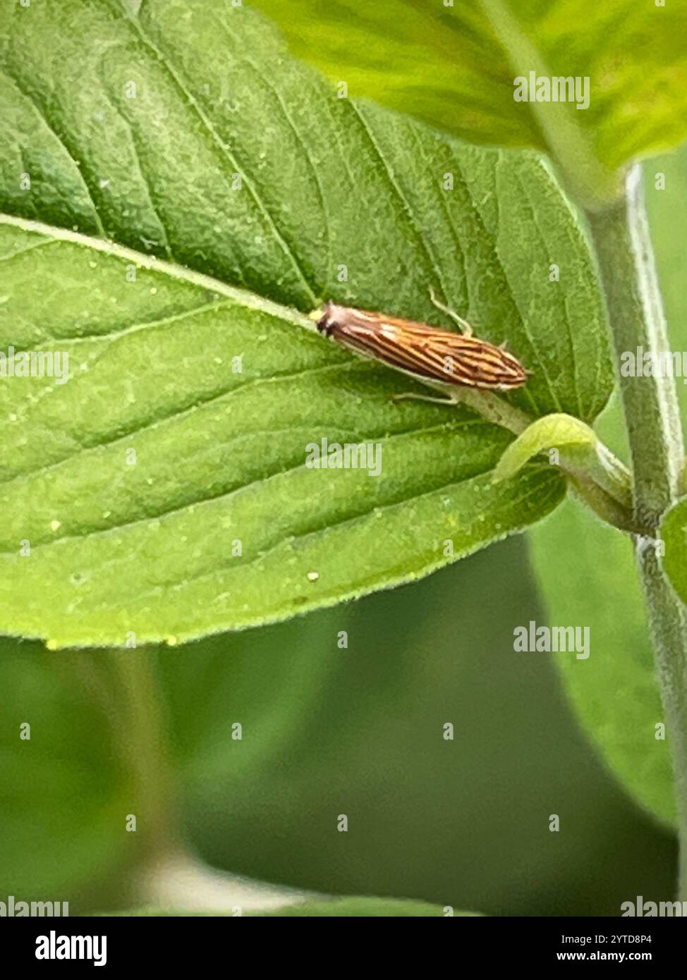 Yellow-striped Leafhopper (Sibovia occatoria Stock Photo - Alamy