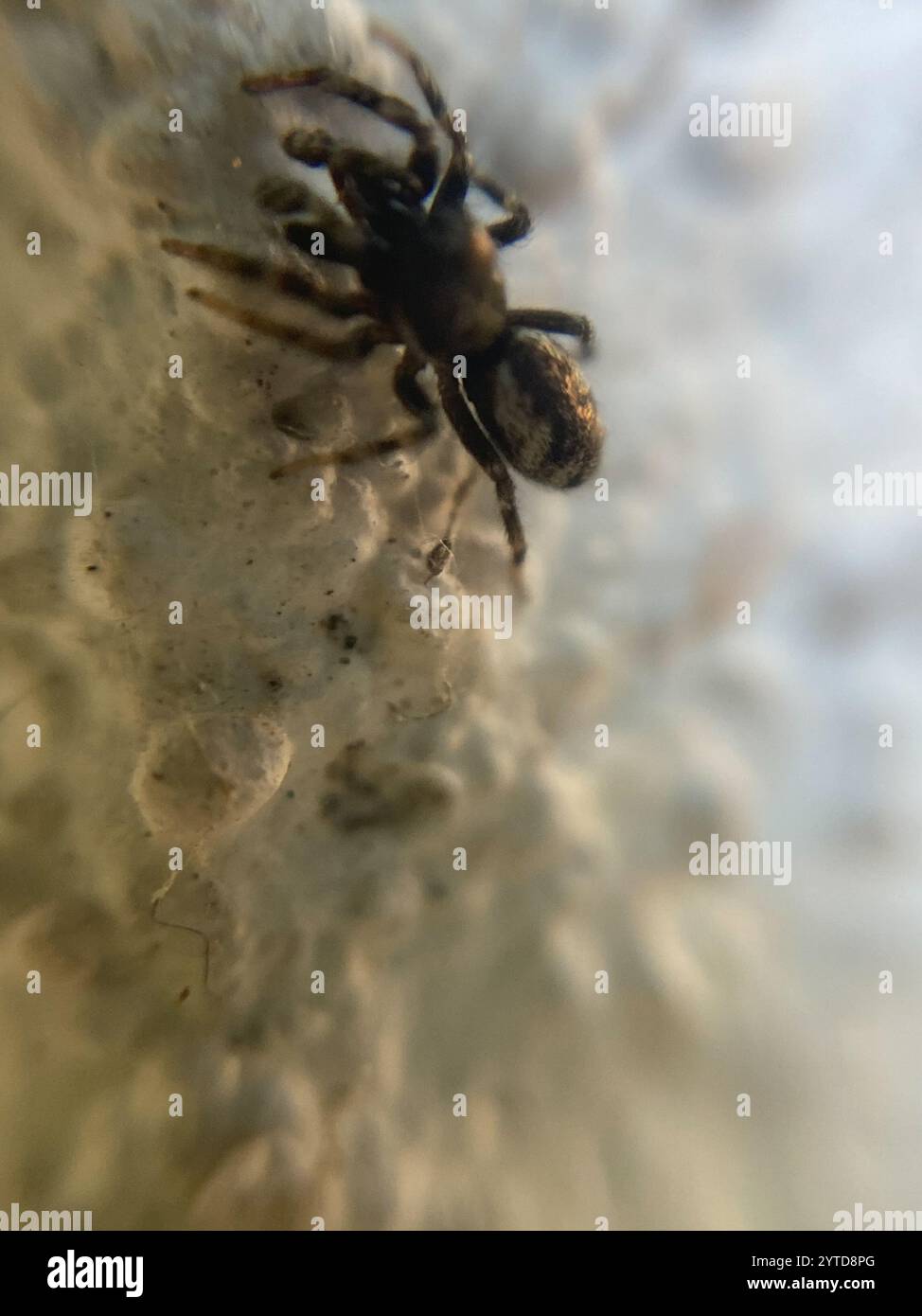 Salticus zebraneus hi-res stock photography and images - Alamy