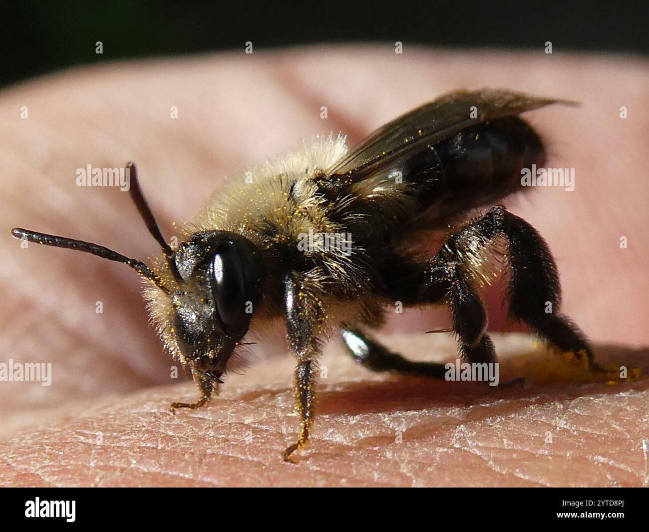 Mining Bees (Andrena Stock Photo - Alamy